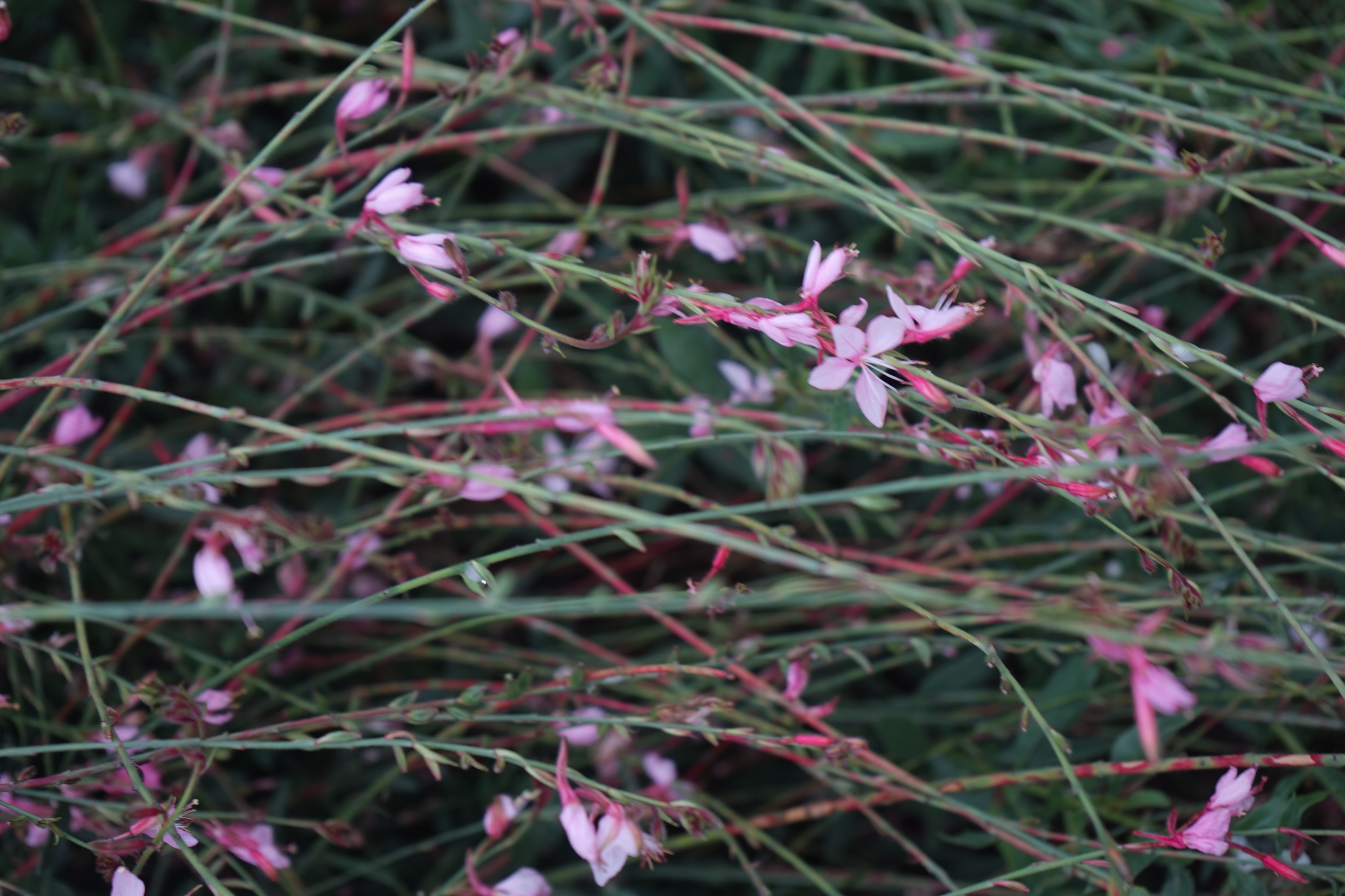 细枝羊柴 Corethrodendron scopariumiPlant 植物智——植物物种信息系统
