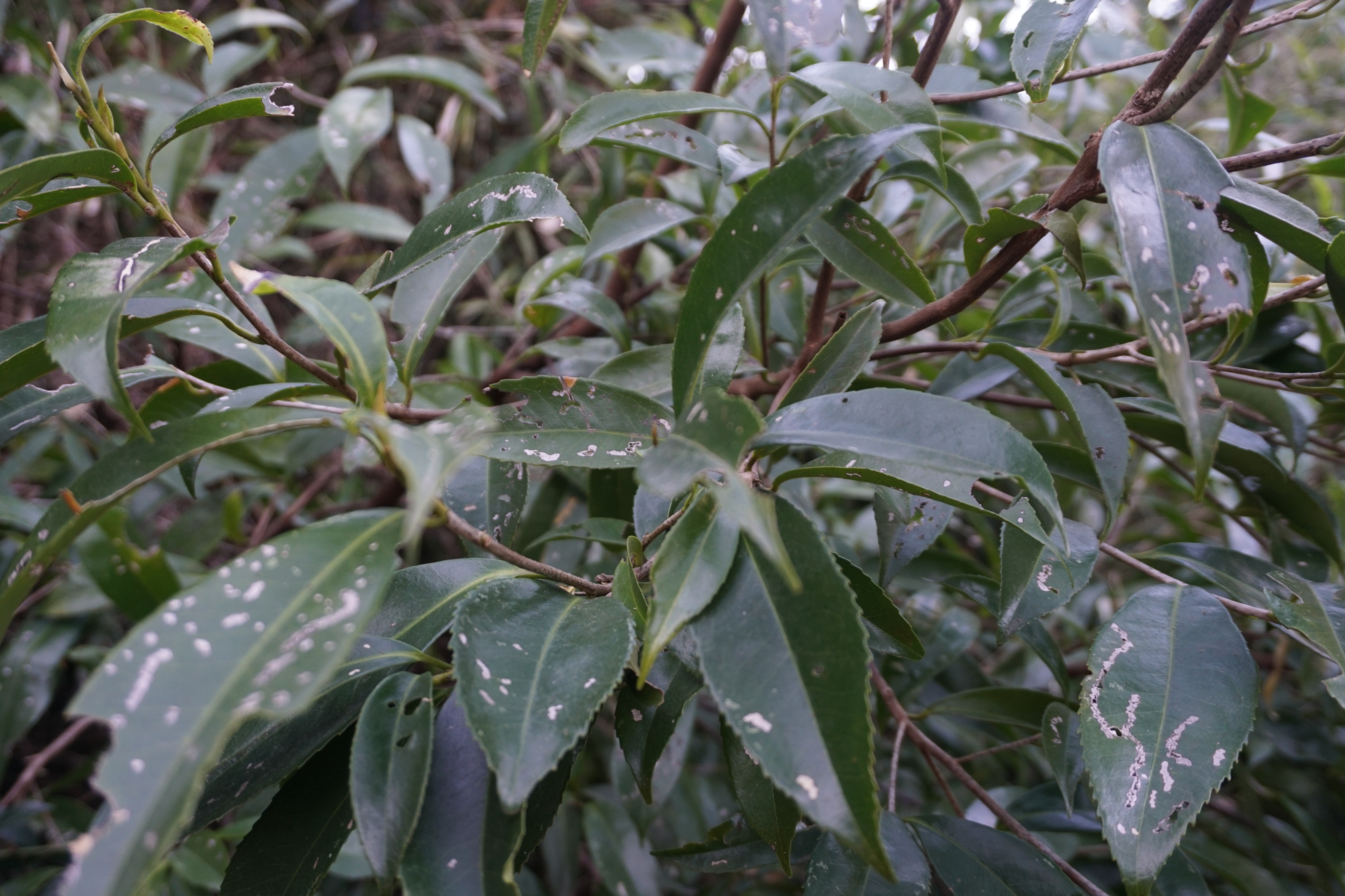 小果石笔木 Pyrenaria microcarpaiPlant 植物智——植物物种信息系统