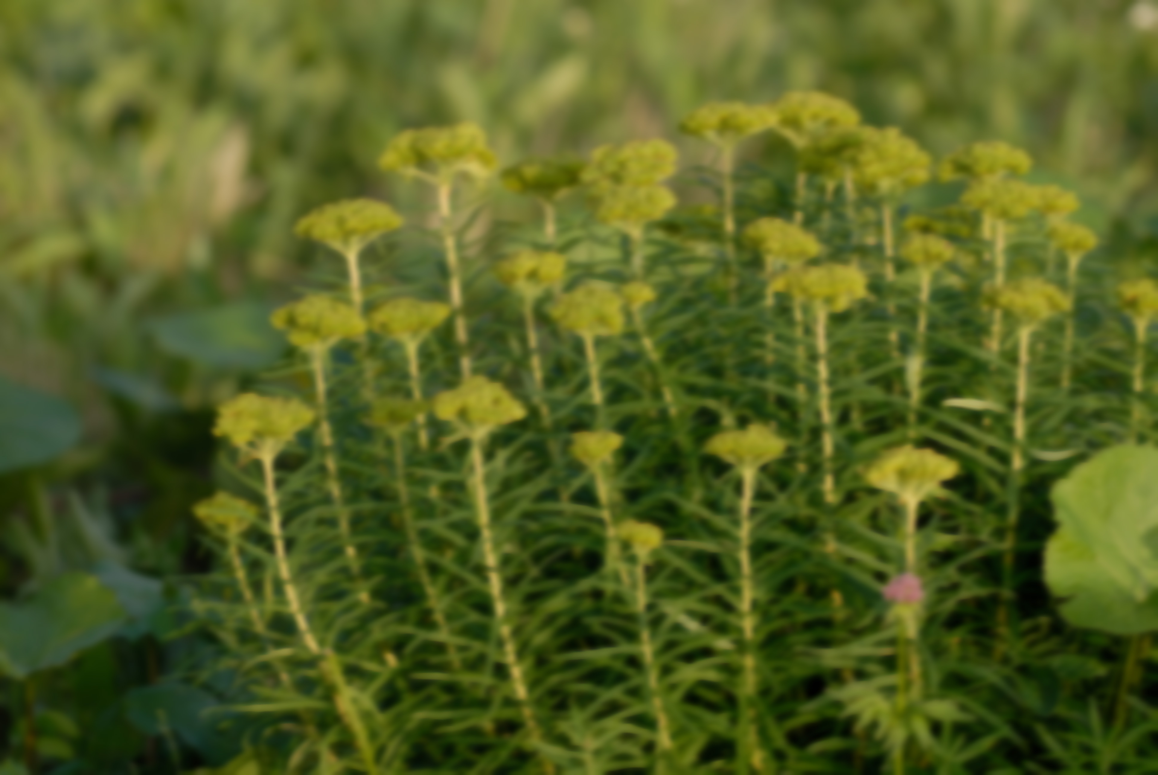 登录——iPlant 植物智