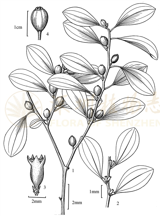 寄生藤 Dendrotrophe varians (Blume） Miq.