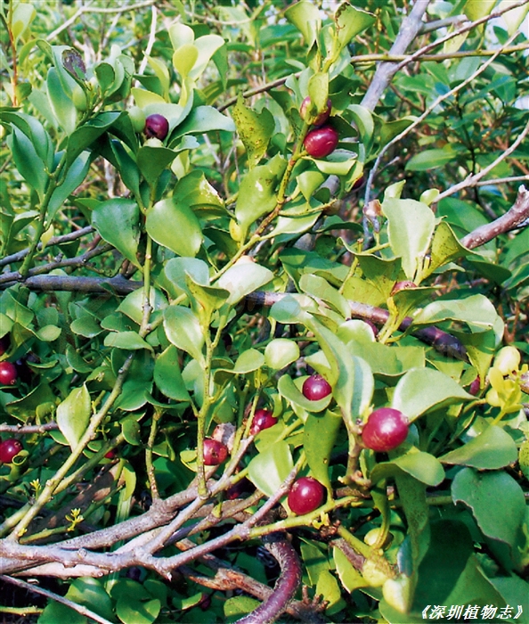 寄生藤 Dendrotrophe varians (Blume） Miq.