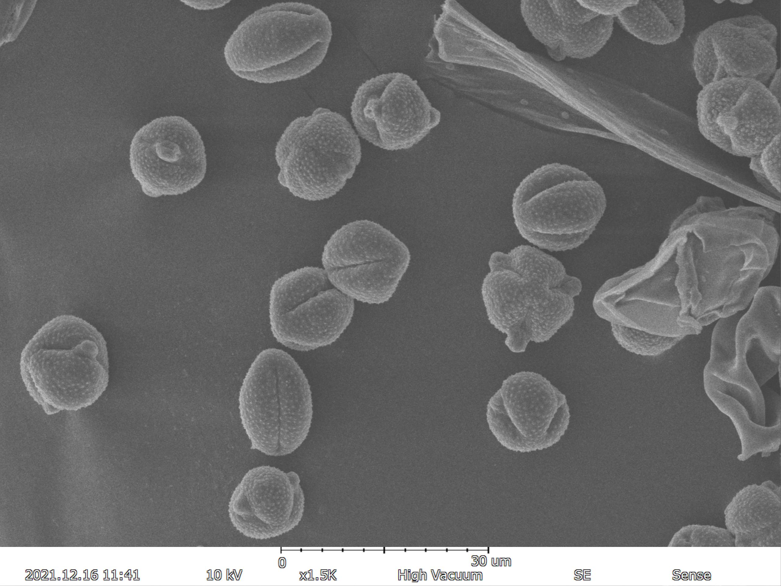 登录——iPlant植物智 物种信息系统
