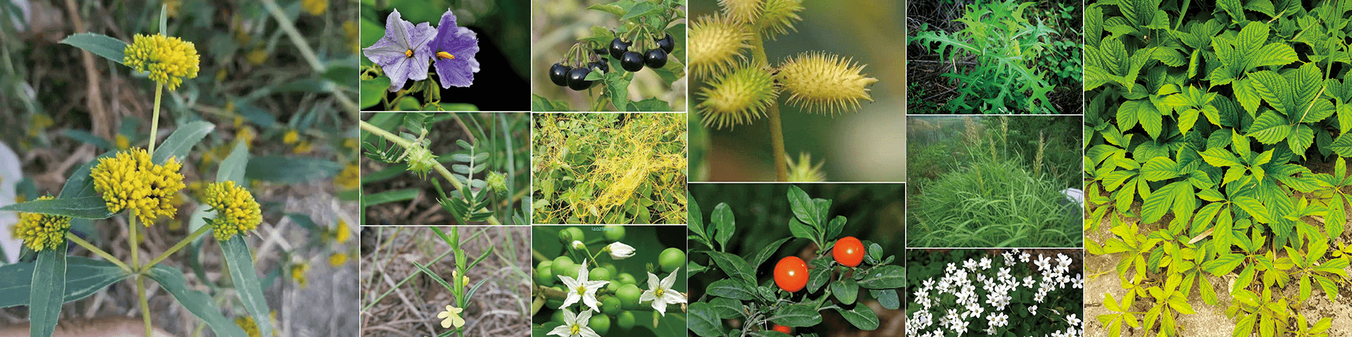 登录——iPlant植物智 物种信息系统