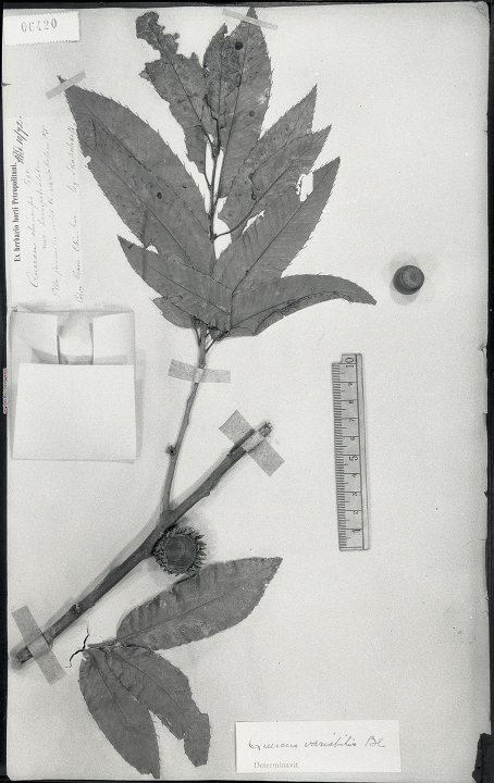 秦仁昌拍摄模式植物标本照片信息列表