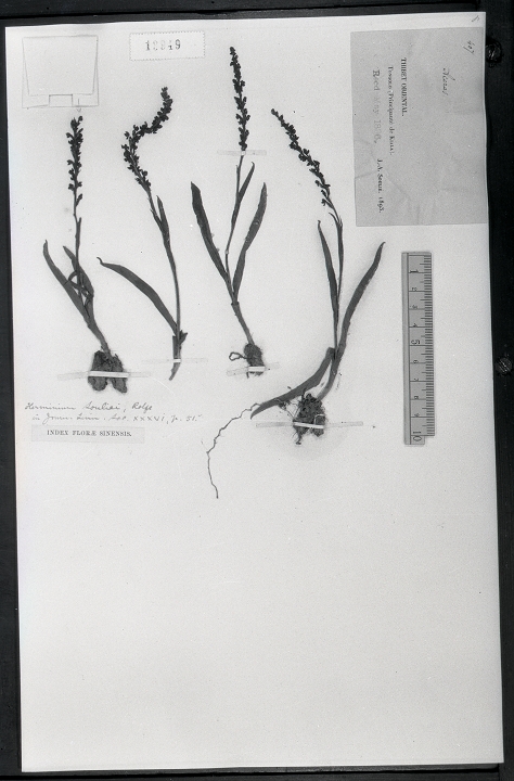 秦仁昌拍摄模式植物标本照片信息列表